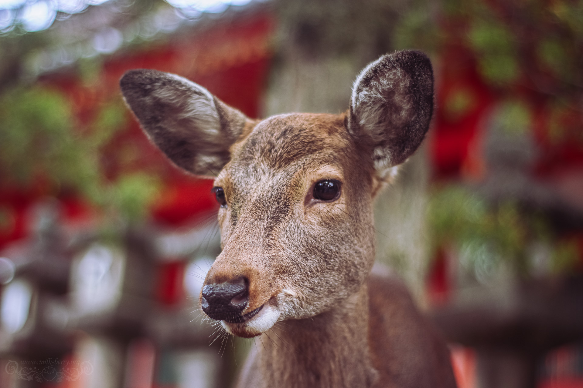 Les cerfs de Nara - Nara - Voyage - Japon - Photographie