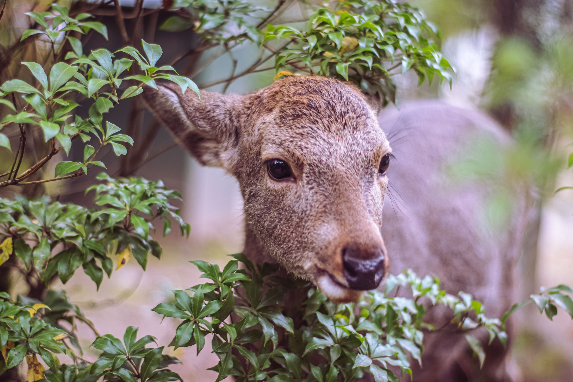 Les cerfs de Nara - Nara - Voyage - Japon - Photographie