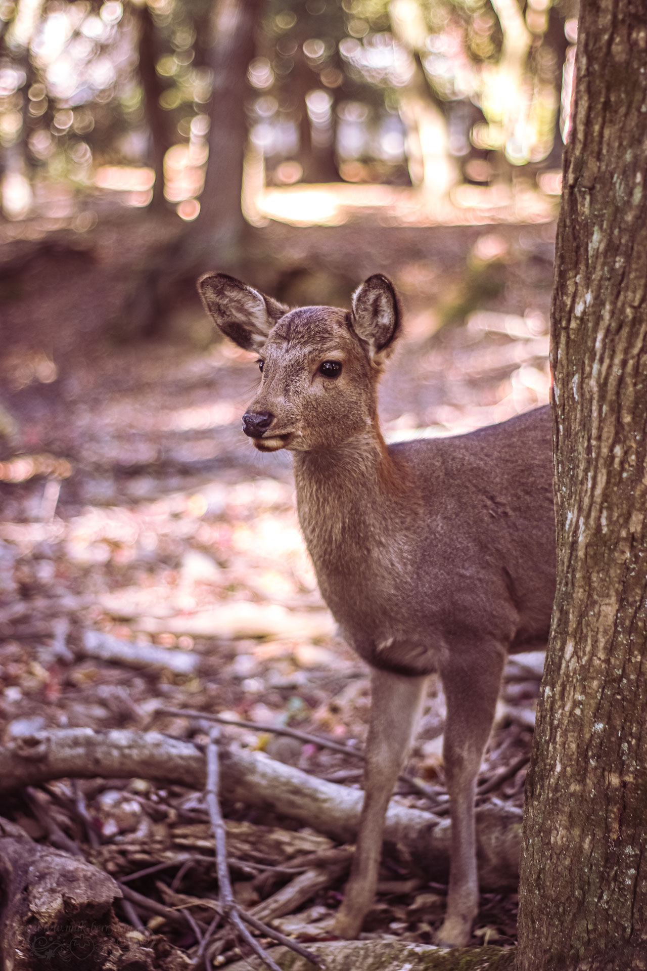 Les cerfs de Nara - Nara - Voyage - Japon - Photographie